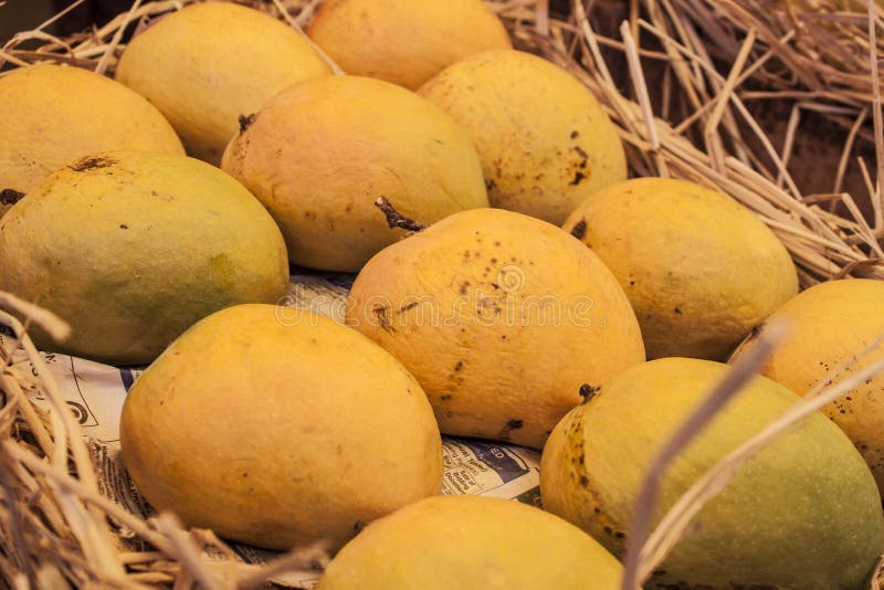 Indio Alphonso Mango Frutos En Primer Plano Hierba Imagen de archivo ...