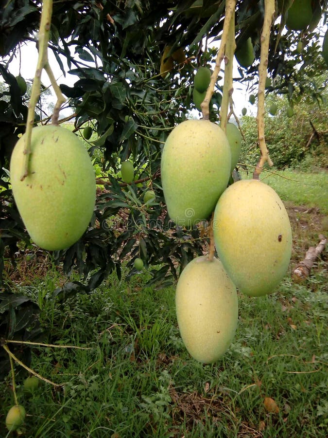 Mangos Indios De Fama Mundial Imagen de archivo - Imagen de mundo ...
