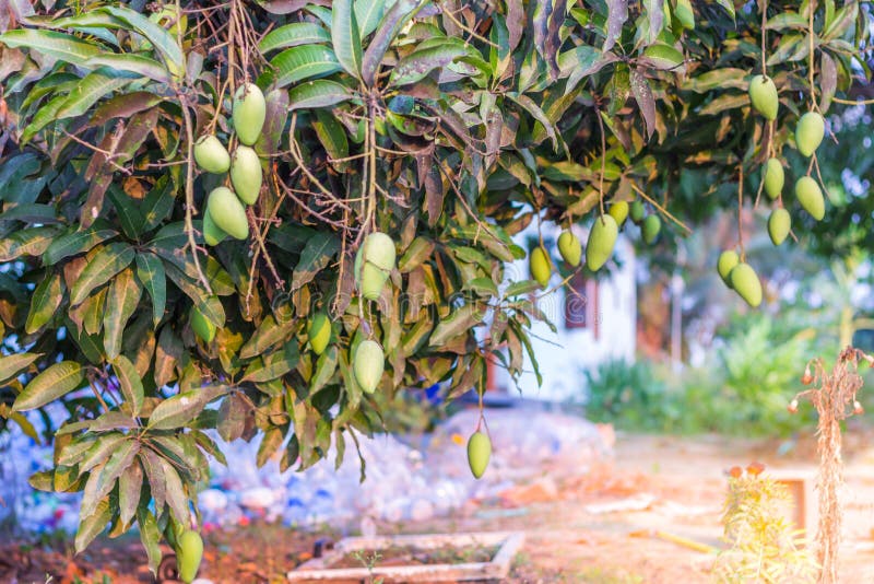 Primer De Los Mangos Que Cuelgan, Campo Del Mango, Granja Del Mango Por ...