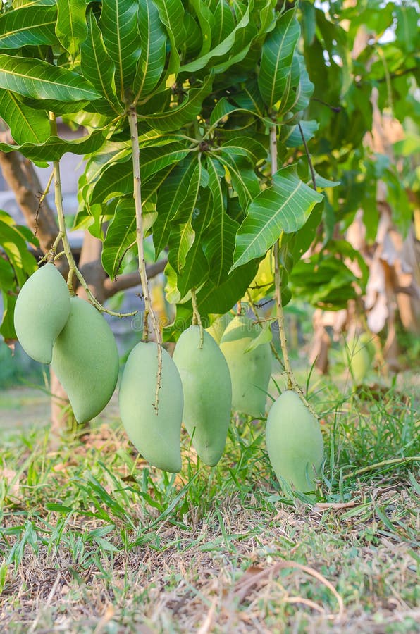 1,520 Small Mango Tree Photos - Free & Royalty-Free Stock Photos from ...