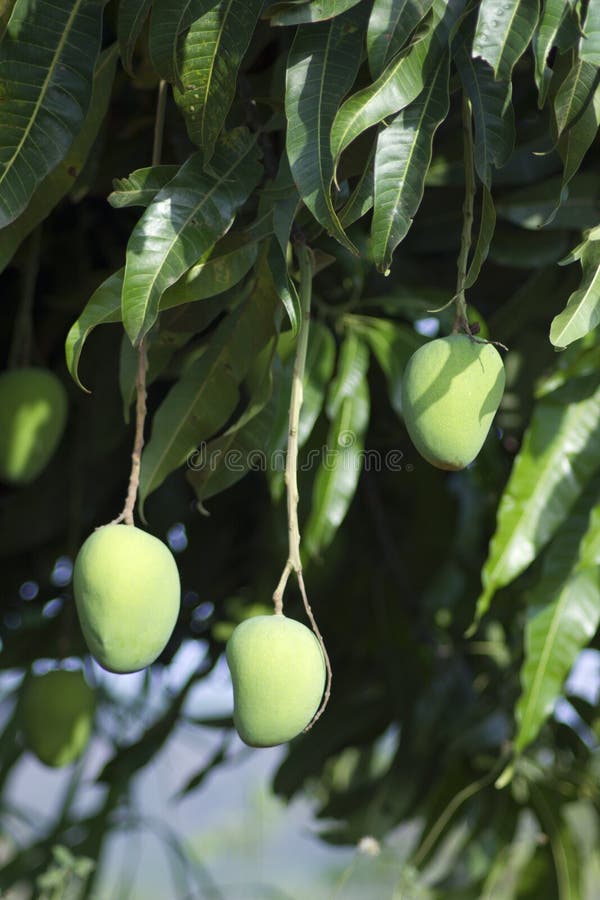 Mangos stock photo. Image of conservation, hanging, asia - 42871190