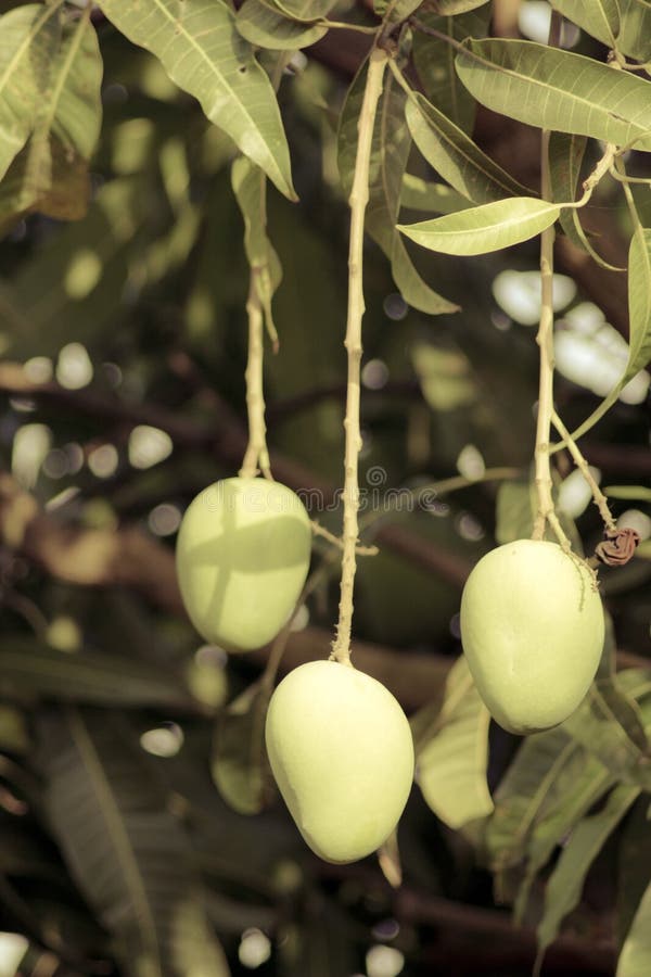 Mangos stock image. Image of islands, bahamas, ideas - 42871239