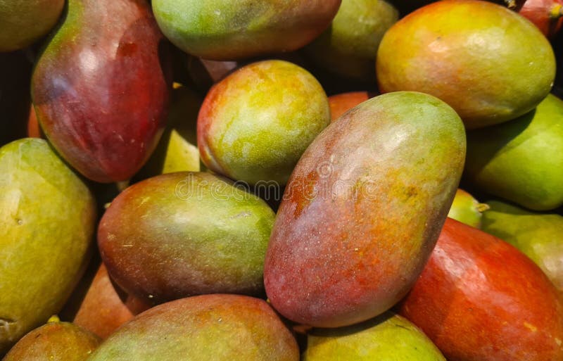 Mangos stock image. Image of branch, fruit, yellow, evergreen - 262389909