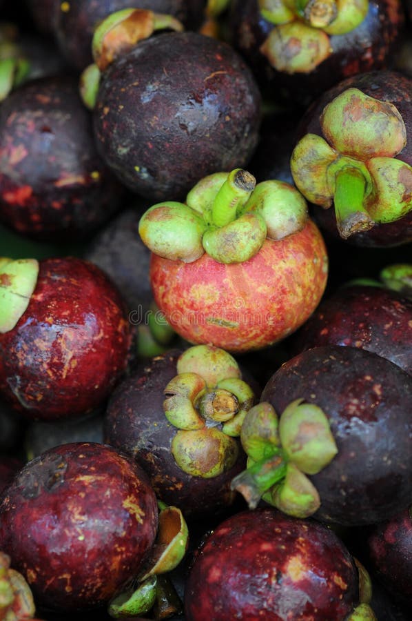 Mangostán imagen de archivo. Imagen de sano, multiplicidades - 5119693