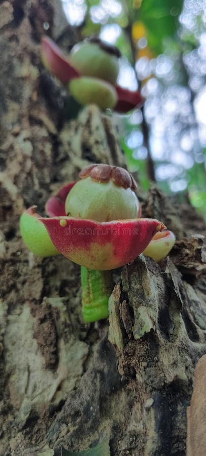 Mangosteen Flowers Fall on the Roots of the Tree Stock Image - Image of ...