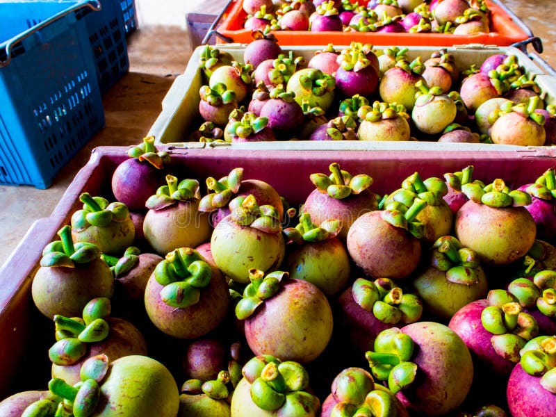 Mangosteen in Basket Prepare To Transport Stock Photo - Image of ...