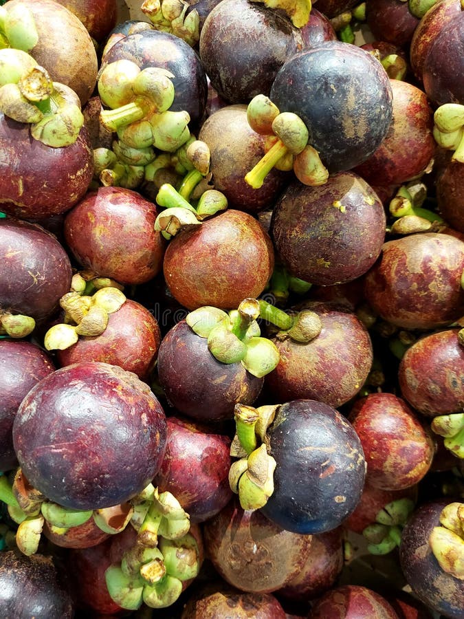 Mangosteen, Queen of Fruits Stock Image - Image of shrub, vegetable ...