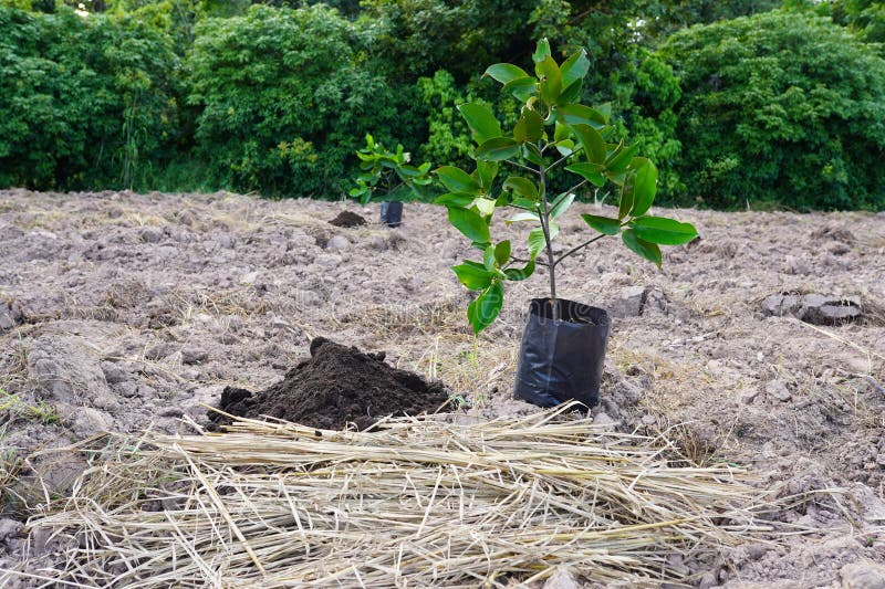 Mangosteen is a Sweet and Sour Summer Fruit Stock Photo - Image of ...