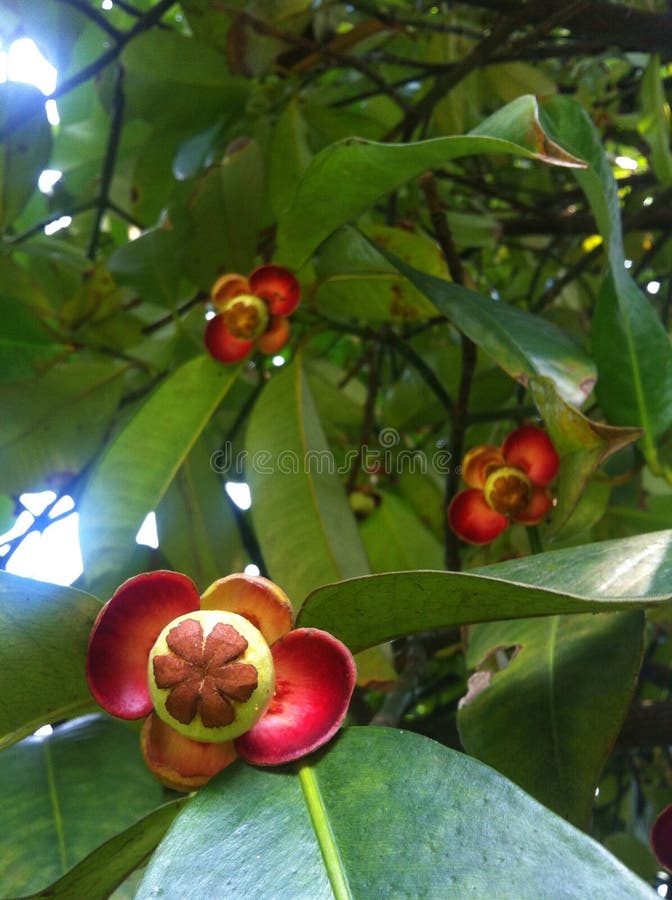 Mangosteen tree stock image. Image of fruit, green, young - 43231383