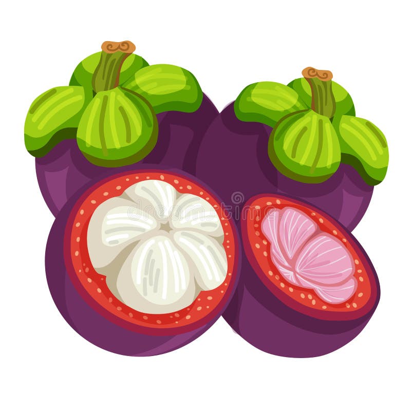 Mangosteen Vector Illustration Exotic Fruit Stock Vector - Illustration ...