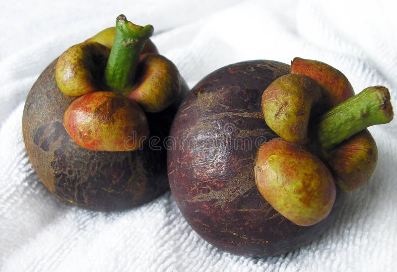 Mangosteens stock photo. Image of natural, mangostin - 11117914