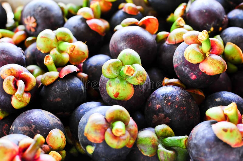 Mangosteens Tropical Fruits Stock Image - Image of refreshing, vitamins ...
