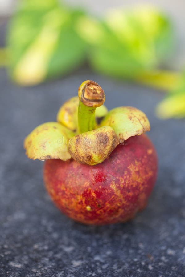Mangostin stock photo. Image of indonesia, diet, nutrition - 24522274