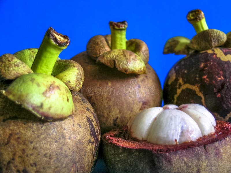 Mangostin stock photo. Image of indonesia, diet, nutrition - 24522274