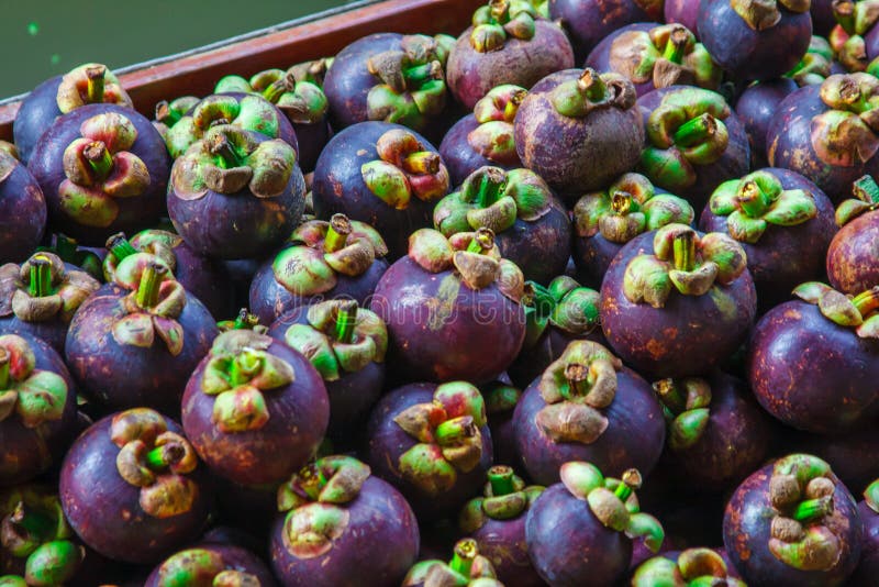 Mangostin stock photo. Image of indonesia, diet, nutrition - 24522274