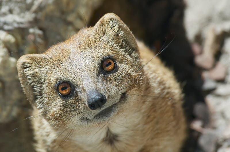 Famille de mangouste image stock. Image du stationnement - 1076427