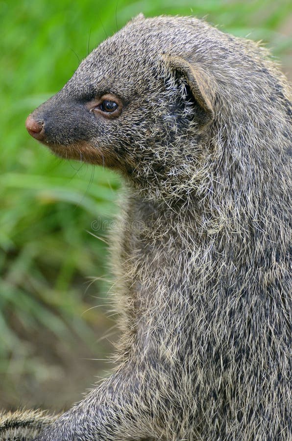 Mangouste image stock. Image du désert, sauvage, mammifère - 25507603