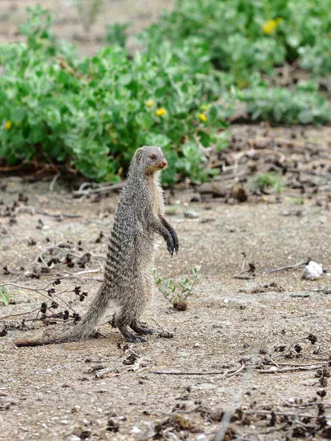 Mangouste En Namibie, Afrique Image stock - Image du termites, yeux ...