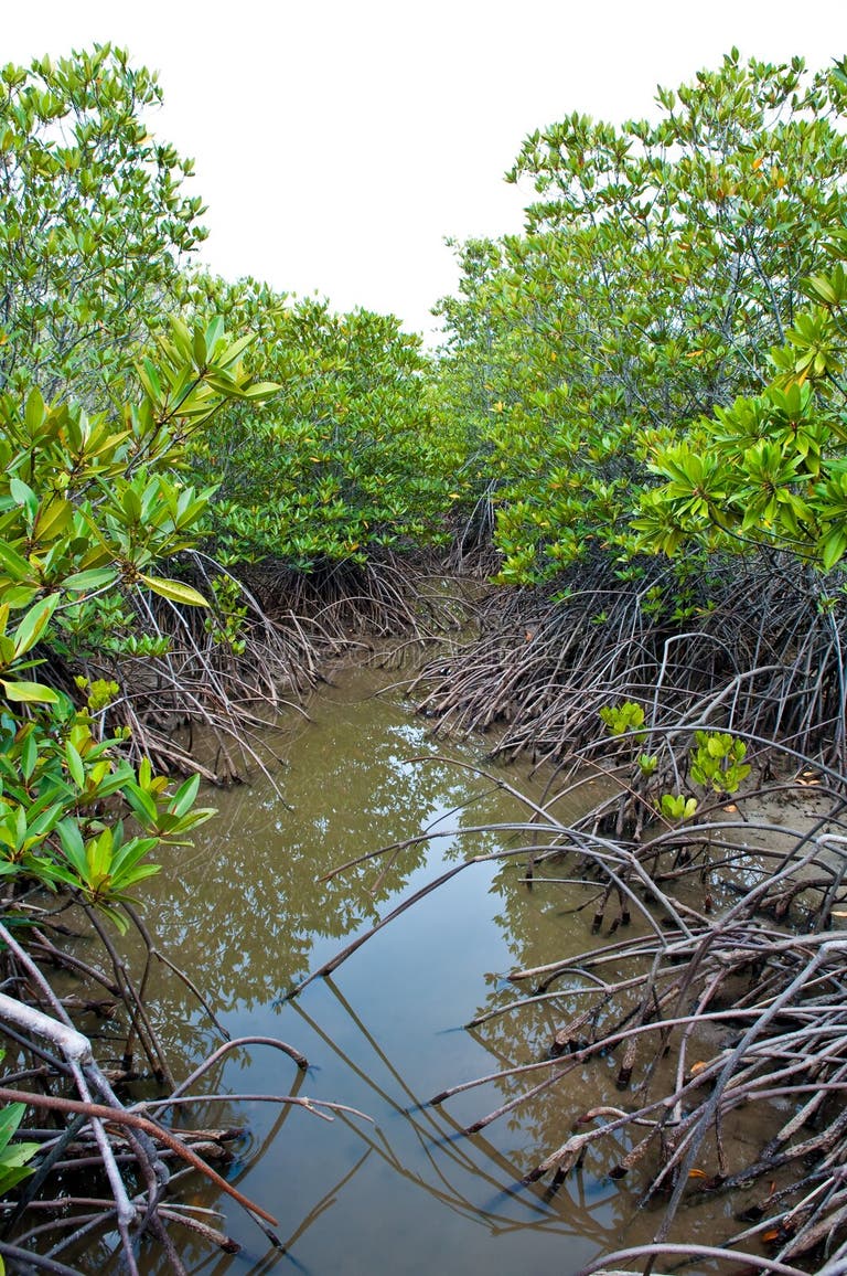 2,126 Mangrove Tree Texture Stock Photos - Free & Royalty-Free Stock ...