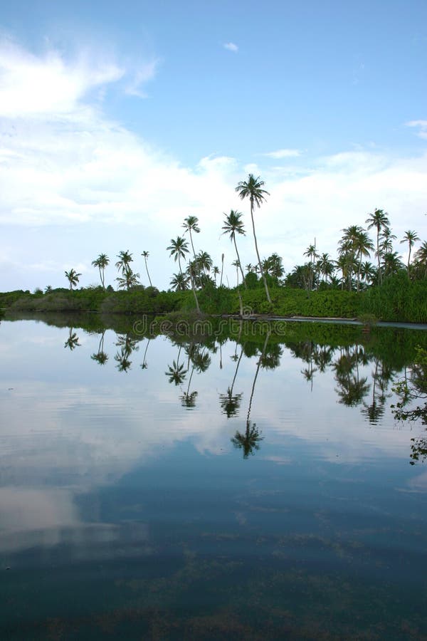Mangrove in Addu Atoll Hithadhoo (Maldives) Stock Photo - Image of addu ...