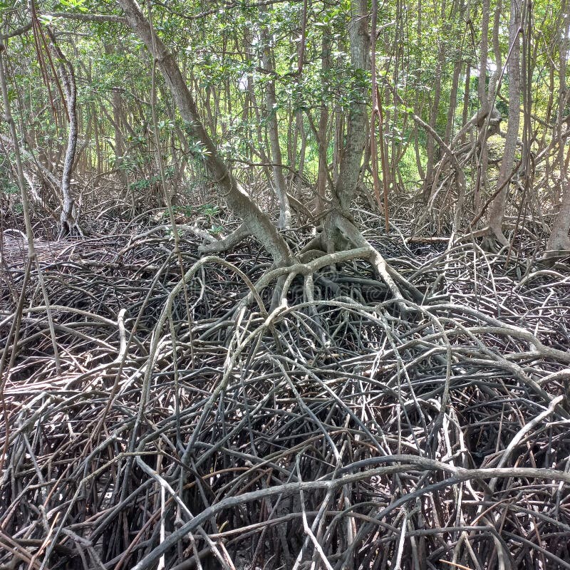 Mangrove at Bama Beach Baluran National Park 3 Stock Photo - Image of ...