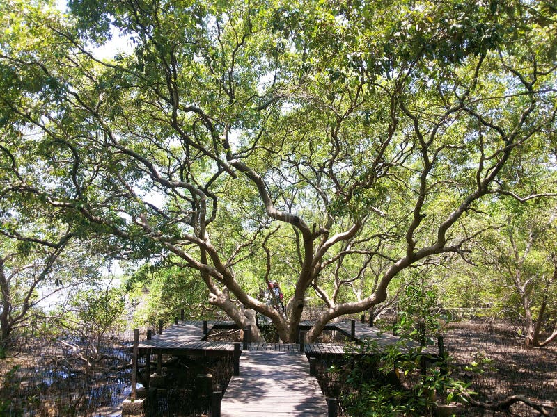 The Big Mangrove Tree in Forest. Stock Photo - Image of park, landscape ...