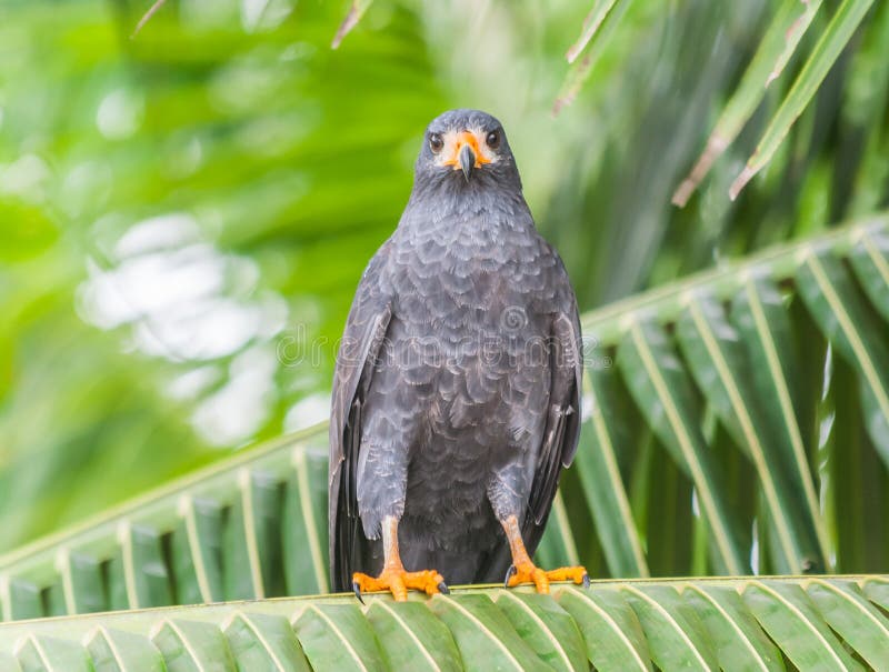 Mangrove black hawk stock image. Image of mangrove, orange - 29478079