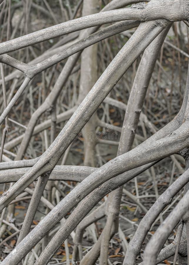 Mangrove Branches Closeup stock photo. Image of branch - 71922244