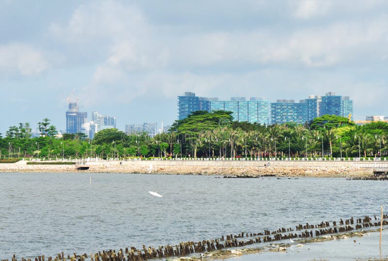 Mangrove coast stock photo. Image of deck, observe, ocean - 24712628