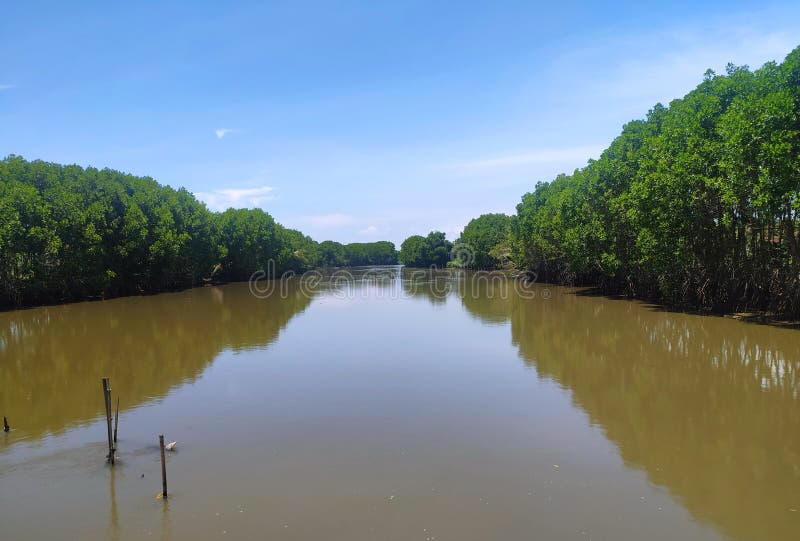 Mangrove and River at Purworejo Central Java Stock Photo - Image of ...