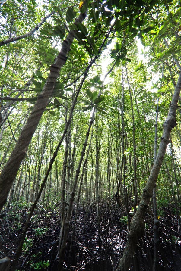 Mangrove forest stock image. Image of vegetation, coast - 13775931