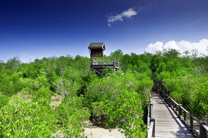 Mangrove forest stock photo. Image of green, huahin, mangrove - 23864464