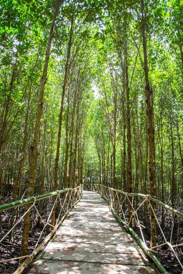 Mangrove forest stock photo. Image of mangrove, summer - 95375906