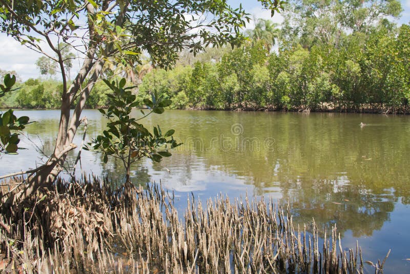 Australian Mangrove Trees At Sunset Stock Image - Image of wellington ...