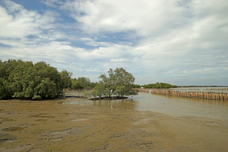 Mangrove Forest, Bamboo Barrier for Protection Wave Stock Image - Image ...