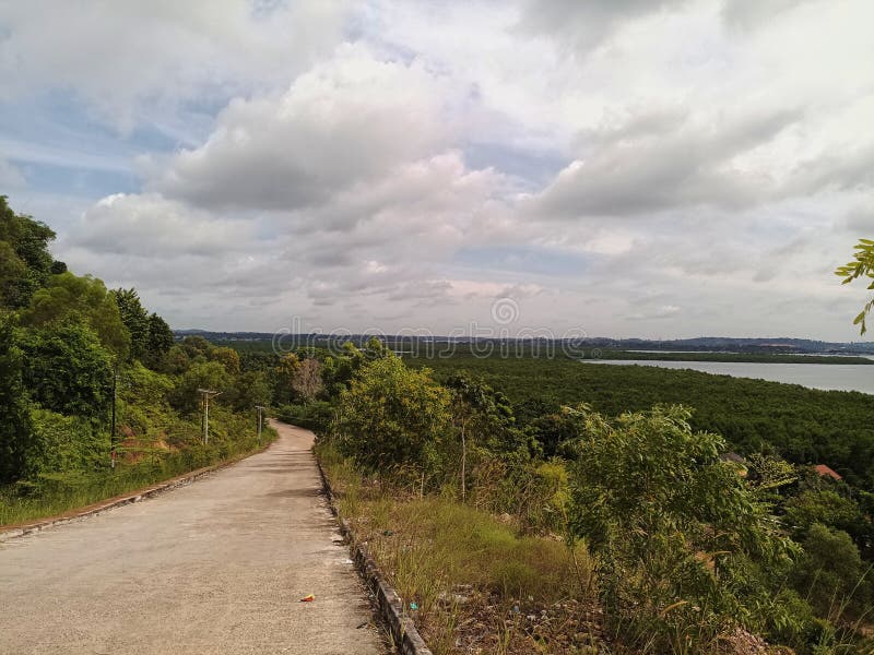 Mangrove Forest stock photo. Image of batam, mangrove - 261836306