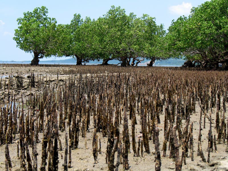 Mangrove forest, Bohol stock image. Image of tree, tide - 3141191