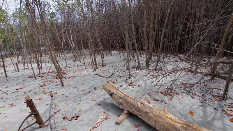 Mangrove Forest with Dense Tree Trunks and Dry Leaves Scattered on ...