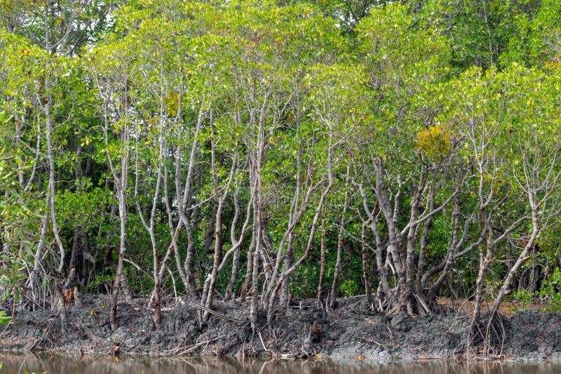 Mangrove Forest in East Java Indonesia Stock Photo - Image of plant ...