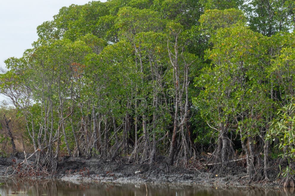 Mangrove Forest in East Java Indonesia Stock Image - Image of forest ...