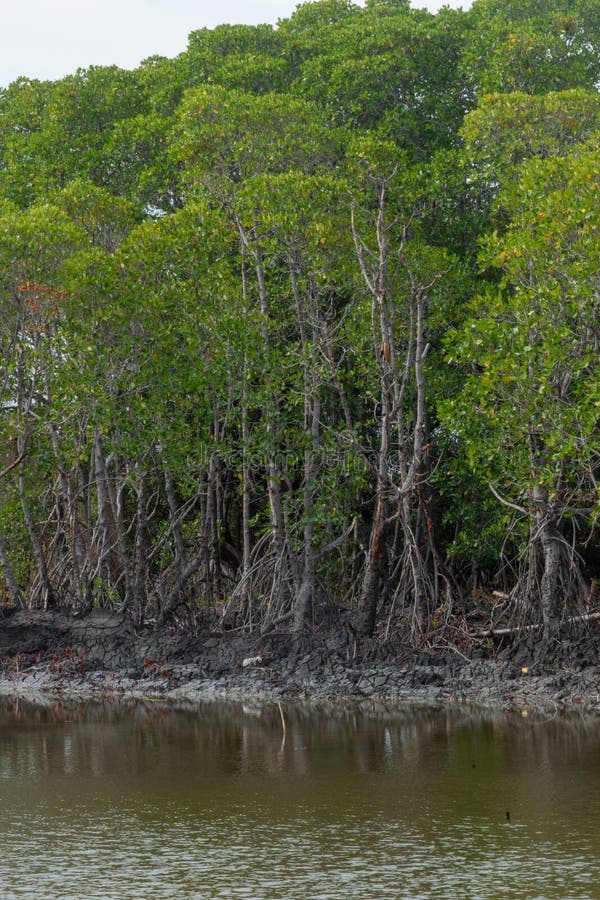 Mangrove Forest in East Java Indonesia Stock Photo - Image of tourism ...