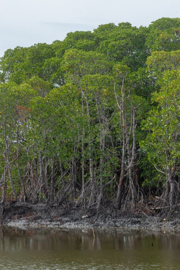 Mangrove Forest in East Java Indonesia Stock Photo - Image of mangrove ...