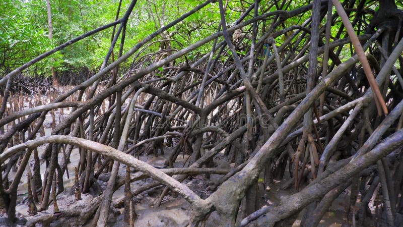 Mangrove Forest Ecosystem with Spreading and Branching Roots Stock ...