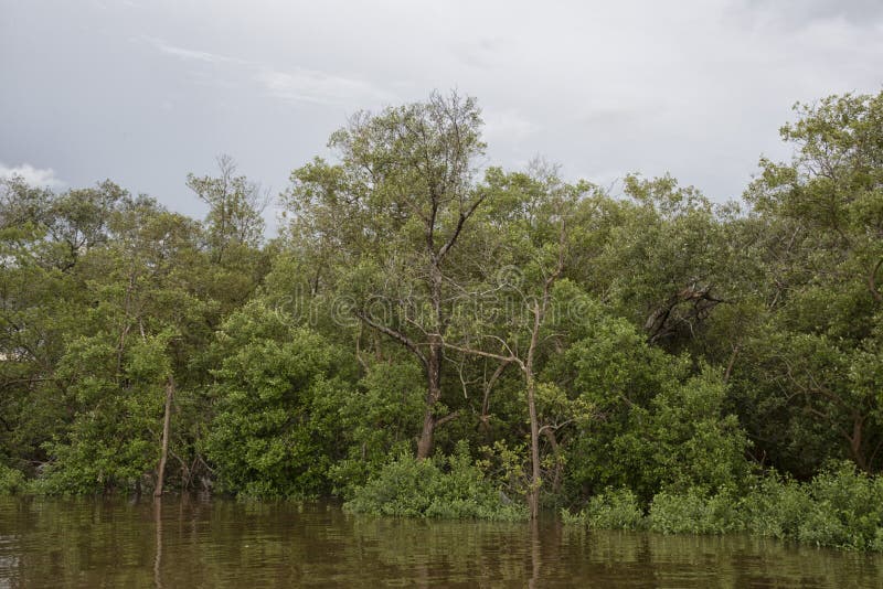 Mangrove Forest Grow by the Coastal Seaside. Stock Image - Image of ...