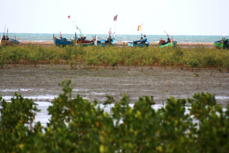 Mangrove forest editorial stock image. Image of java - 63187479
