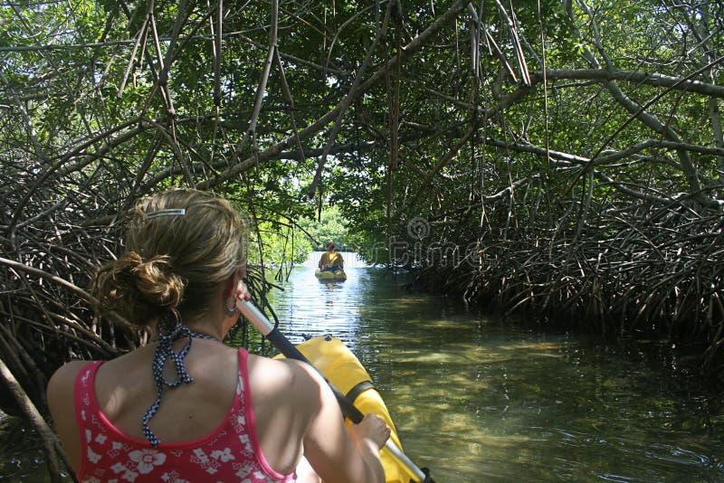 Mangrove Forest Kayaking stock photo. Image of channel - 5048076