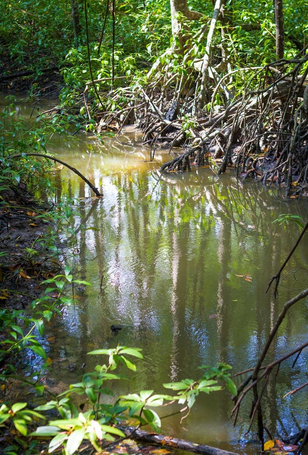 Mangrove forest stock image. Image of malaysia, environment - 46118027