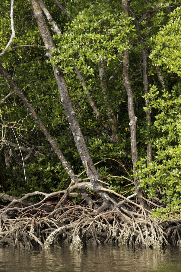 Mangrove forest stock photo. Image of rich, plant, trunk - 237958472