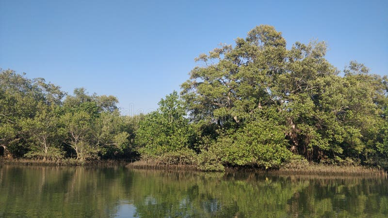 Mangrove forest stock photo. Image of waterway, mangrove - 185861012