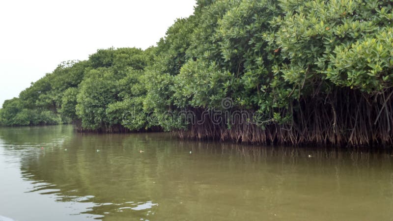 Mangrove forest stock photo. Image of marshy, forest - 63809896